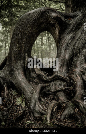 gnarled tree roots Stock Photo - Alamy