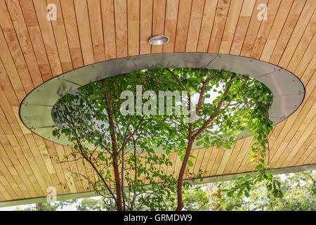 detail of a tree growing through roof of a house Stock Photo - Alamy