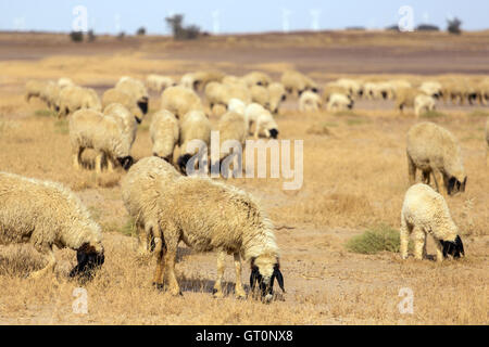 Sheep in the pasture. Grazing sheep herd in the spring field near the ...