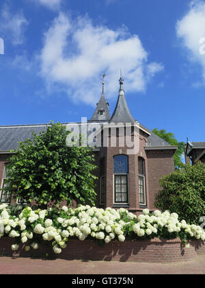 Green Hydrangea Flowers in the Garden on Sunny Summer Day Stock Photo ...