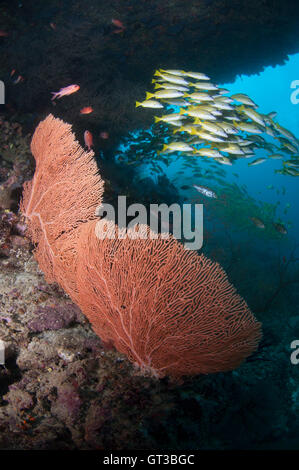 Colourful coral reef wall, with yellow branching tube sponges ...