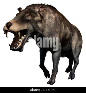 Entelodon / Entelodon Stock Photo - Alamy