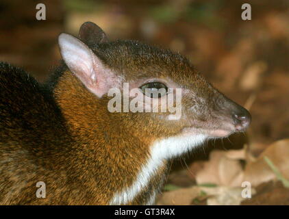 Southeast Asian Java mouse-deer or Javan chevrotain (Tragulus javanicus ...
