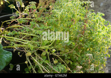 Oca root vegetable plant. Oxalis tuberosa Stock Photo - Alamy