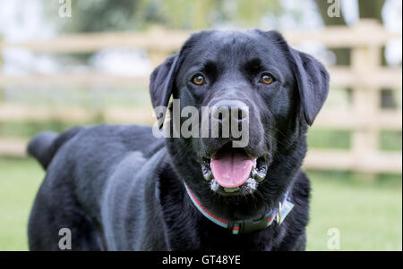 big black dog labrador retriever with wooden stick, adult purebred lab ...