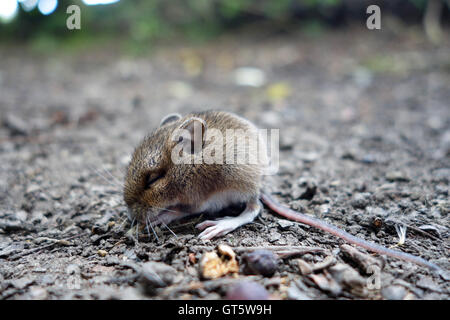 Field mouse. UK Stock Photo - Alamy