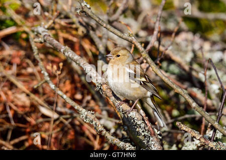 Female Common Chaffinch Stock Photo - Alamy