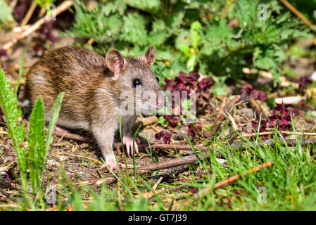 A common brown rat standing up and sniffing Stock Photo - Alamy