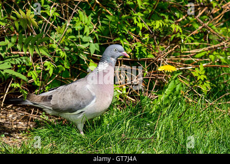 Common wood pigeon standing in snow Stock Photo - Alamy