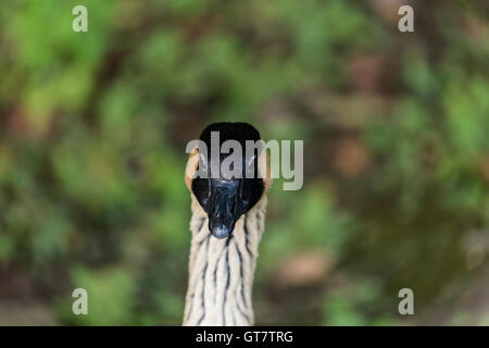 Hawaiian Goose head and neck with isolated background Stock Photo - Alamy