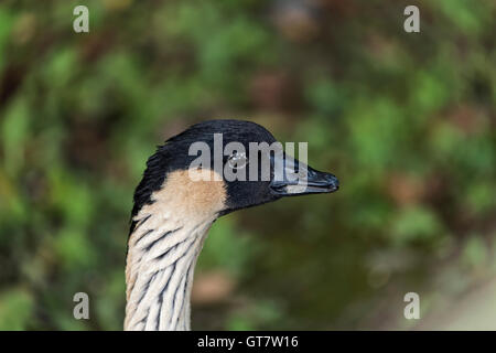 Hawaiian Goose head and neck with isolated background Stock Photo - Alamy