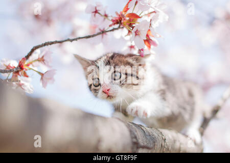 Kit on the cherry tree Stock Photo - Alamy