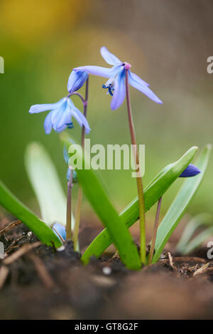 Close up image of purple Scilla flowers (Squill Stock Photo - Alamy