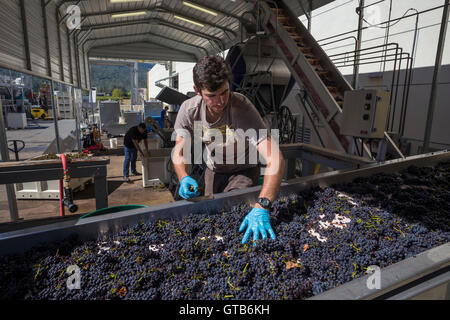 Worker sorting grapes, crush pad, after destemming, Hall Winery, Napa ...