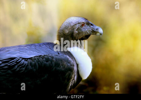 Andean Condor (Vulture Gryphus) Vulture,Diet carrion,Dead Animals ...