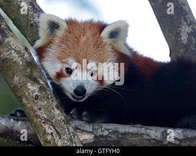 Firefox, the Red Panda (Ailurus fulgens) walking Stock Photo - Alamy