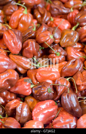 Habanero chocolate chili Stock Photo - Alamy