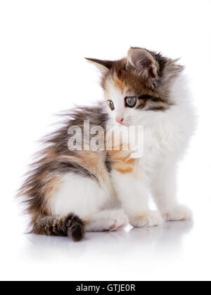 Multi-colored small kitten sits on a white background Stock Photo - Alamy