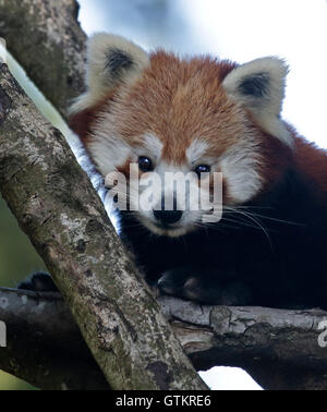 Firefox, the Red Panda (Ailurus fulgens) walking Stock Photo - Alamy