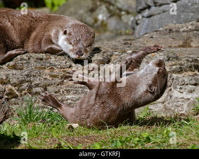 Otter playing with a pebble Stock Photo - Alamy