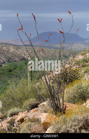 Ocotillo and palo verde trees blooming at the southern base of the ...