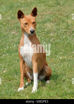 Typical Basenji dog in the spring garden Stock Photo - Alamy