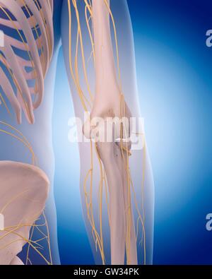 The nerves of the elbow Stock Photo - Alamy
