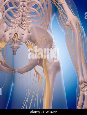 Sciatic nerve, illustration Stock Photo - Alamy