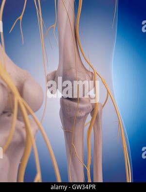 Leg nerves, artwork Stock Photo - Alamy