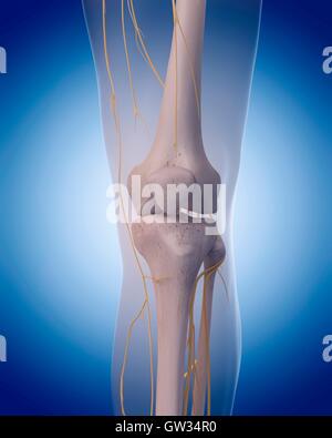 The nerves of the knee Stock Photo - Alamy
