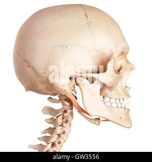 Human jaw muscles, illustration Stock Photo - Alamy