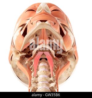 Human neck muscles, illustration Stock Photo - Alamy