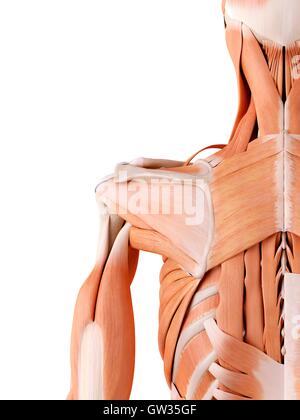 Human shoulder anatomy, illustration Stock Photo - Alamy
