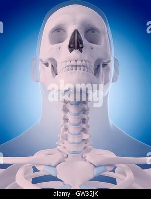 Front view of the bones of the head, neck and upper torso. This image ...