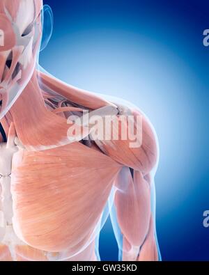 Human shoulder muscles, illustration Stock Photo - Alamy