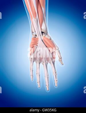 Human hand muscles, illustration Stock Photo - Alamy