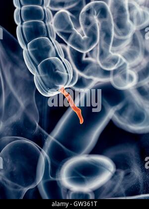 3d illustration of human appendix anatomy. High quality realistic ...