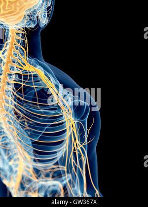 Human shoulder nerves, illustration Stock Photo - Alamy