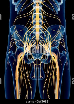Sciatic nerve, illustration Stock Photo - Alamy