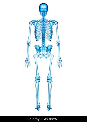 Human skeletal system, front view Stock Photo - Alamy
