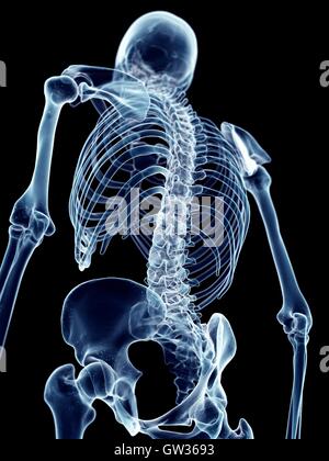 Human skeletal system, back view Stock Photo - Alamy