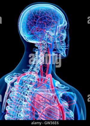 Human vascular system of the head and neck, illustration Stock Photo ...