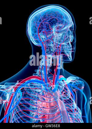 the human vascular system - the neck Stock Photo - Alamy