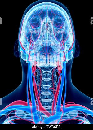 Human vascular system of the head and neck, illustration Stock Photo ...