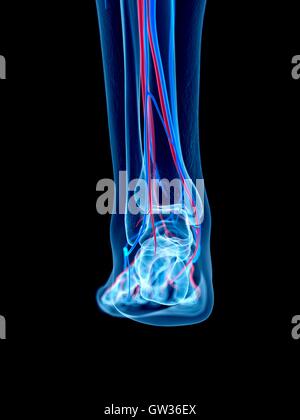 Human vascular system of the foot, illustration Stock Photo - Alamy