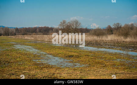 Ljubljana marsh, Slovenia Stock Photo - Alamy