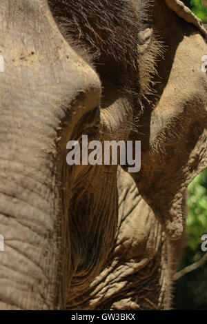Close up of Asian Elephant head and eye Stock Photo - Alamy