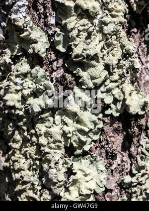 shield lichen (Parmelia sulcata), Fungi, Cherry Orchard Jubilee Country ...