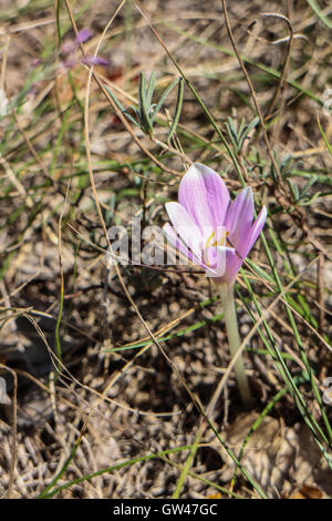 Colchicum autumnale, Autumn crocus, Meadow saffron. Wild plant shot in ...