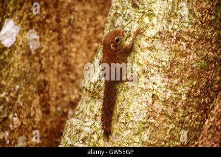 Plain Pygmy Squirrel (Exilisciurus exilis), Kinabatangan, Sabah ...
